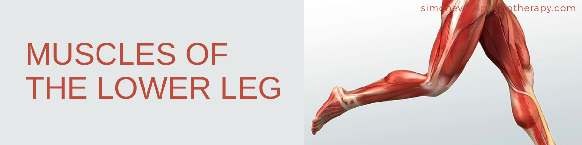 Muscles of the Lower Leg – Simon Evans Physiotherapy