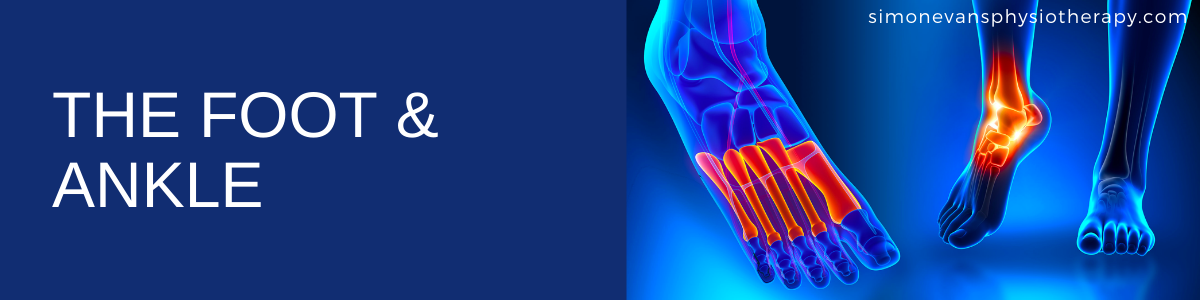 Condyloid Joint Foot